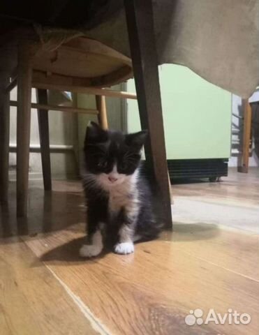 Котята в добрые руки бесплатно