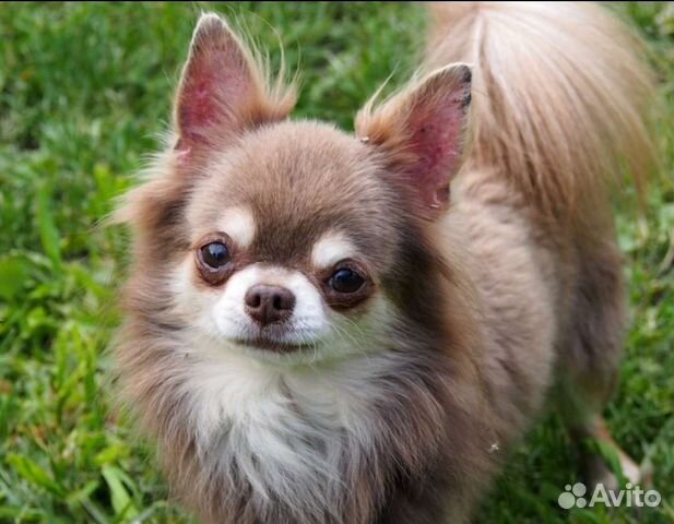 Чихуахуа- кобель 2 года