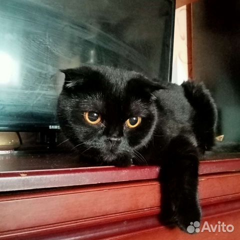Шотландская вислоухая кошка