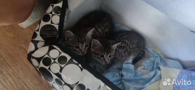 Бенгальские котята