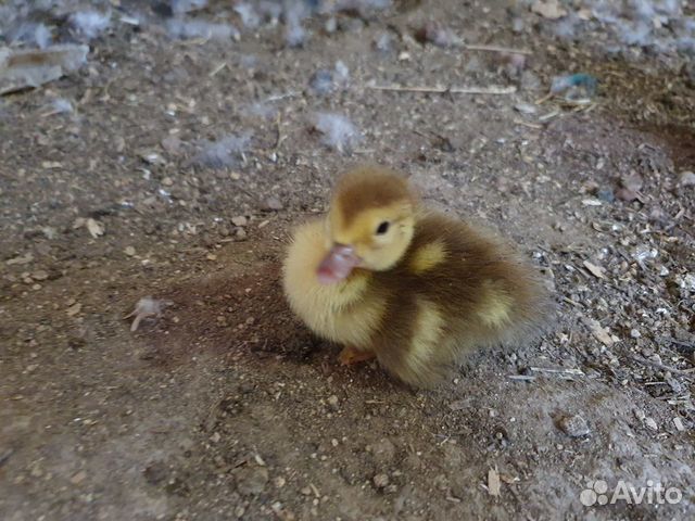 Утята индоутки