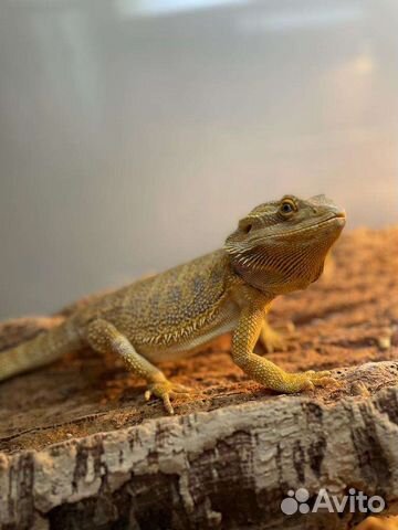 Бородатая агама с террариумом