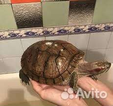 Красноухая черепаха с аквариумом