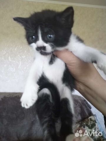 Котятки в добрые руки