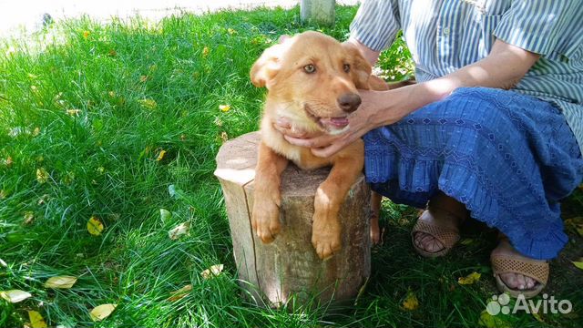 Щенки помесь лайки в добрые руки