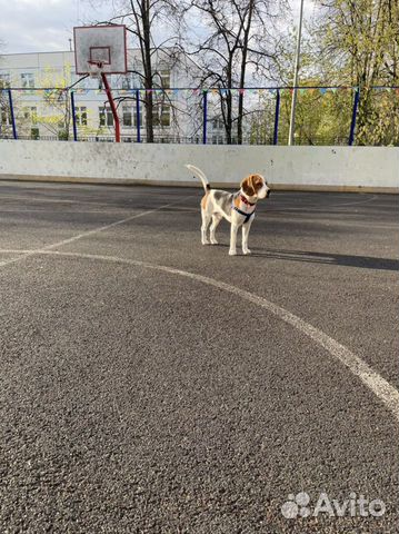 Случка бигль