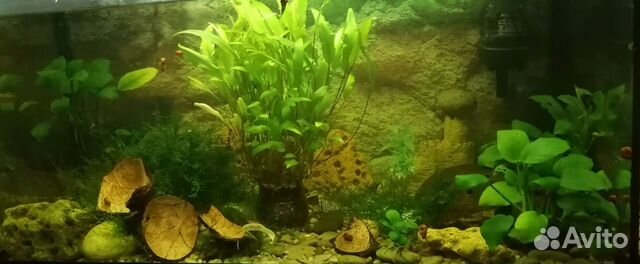 Аквариум 60л