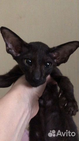 Ориентальный мальчик