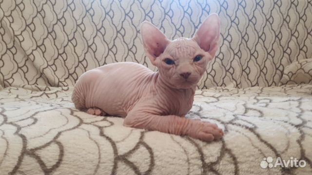 Котята Канадский сфинкс