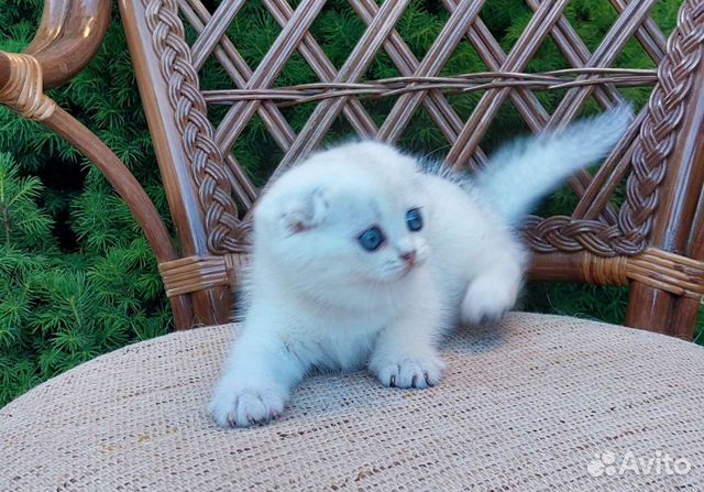 Шотландские котята