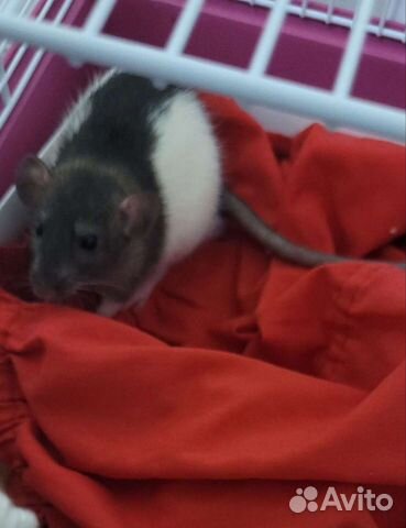 Крысята дамбо мальчик