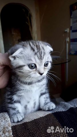 Продаются котята шотландцы
