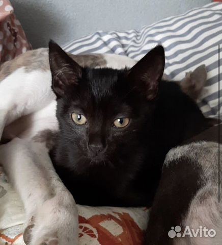 Черные ласковые котята 3мес,обожают собак