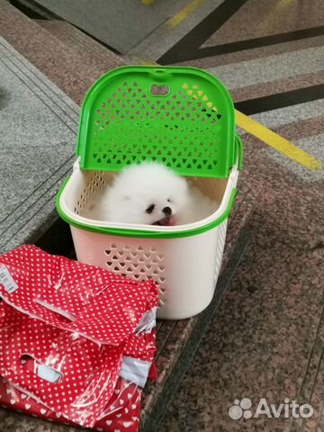 Мишка Толстолапый Курносый