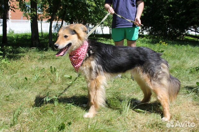 Обоятельный Франц ищет семью