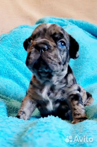 Голубоглазая девочка