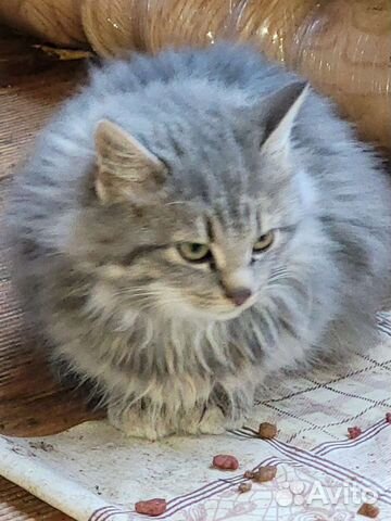 Котенок 3 месяца