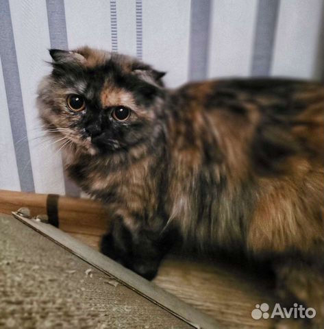 Шотландская кошка