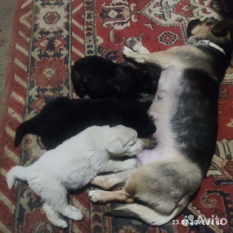 Маленькие собаки бесплатно