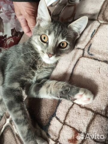 Котята в добрые руки даром