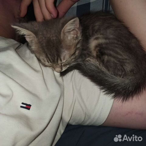 Котеночек в хорошие руки