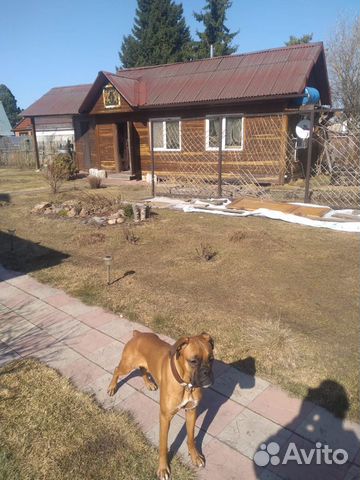 Собака боксер 1,5 года