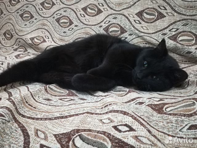 Кот в добрые руки
