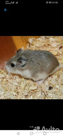 Хомяк роборовского