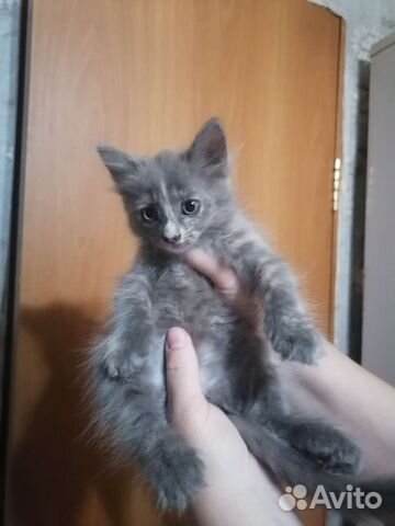 Котята в добрые руки бесплатно
