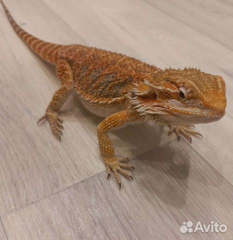 Бородатая агама