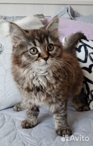 Котенок Патриша фенотип сибирячка 2 месяца в дар