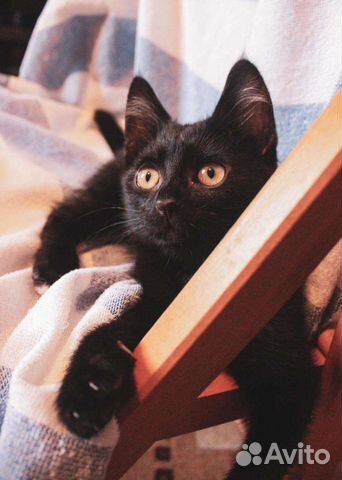 Котенок в дар