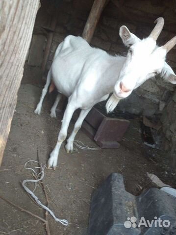 Коза дойная