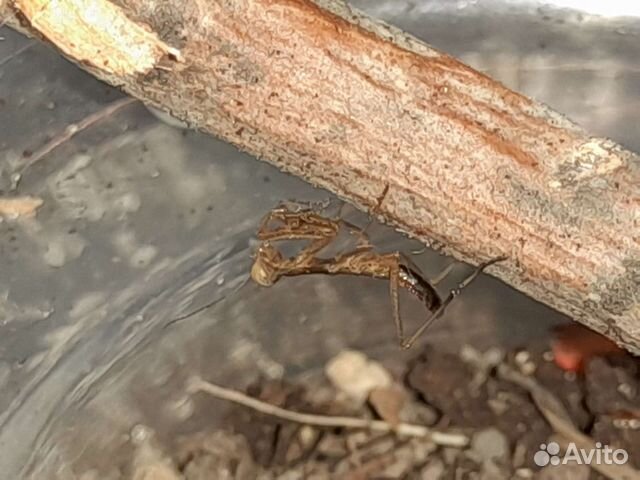 Новорожденные богомолы