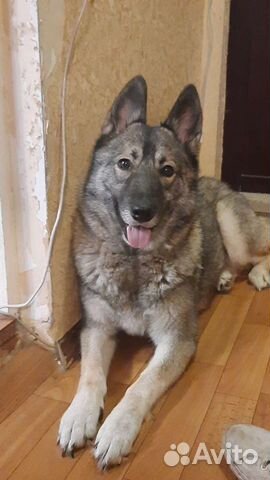 Отдам собаку бесплатно в хорошие руки