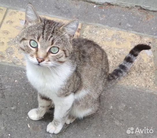 Бирюзовые глаза котеечки просят забрать его домой