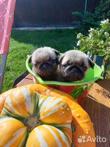 Мопсики-шмопсики