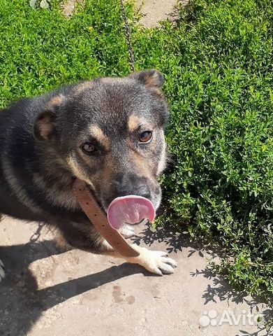 Малыш ищет дом и хозяина