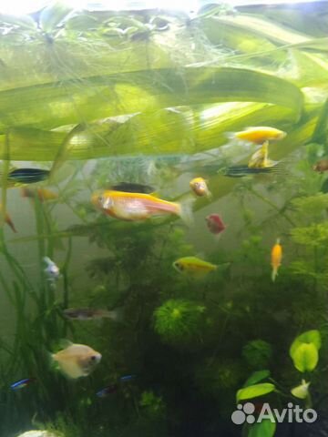 Аквариумные рыбки Данио