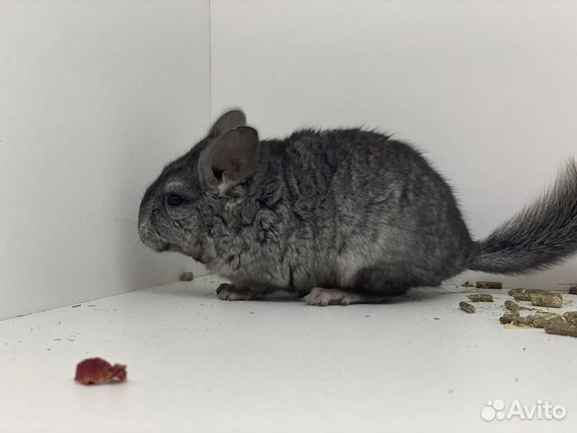 Шиншилла самец носитель ангоры и фиолета