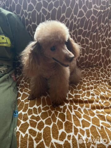 Карликовый пудель,кабель,отдадим в хорошие руки,в