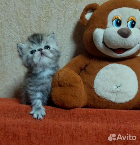 Экзотическая короткошёрстная