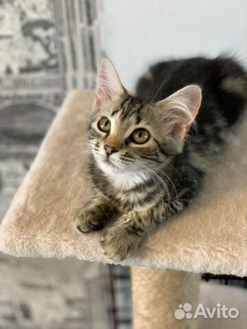 Пушистый котенок в добрые руки