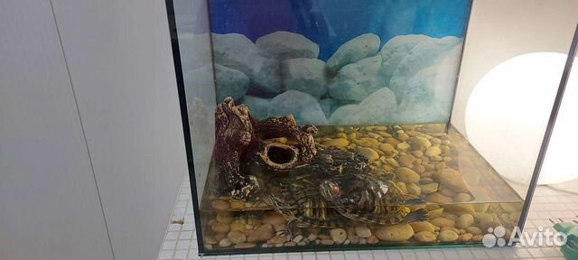 Аквариум с 2мя красноухими черепахами