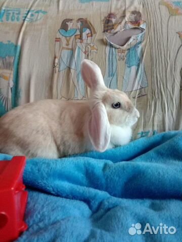 Кролик декоративный