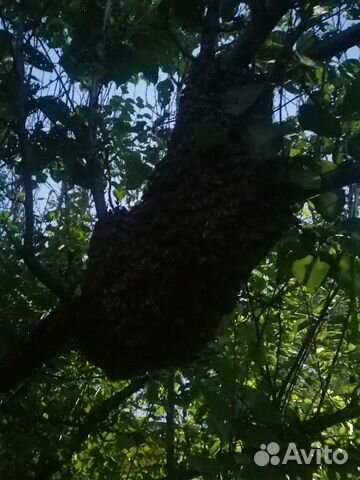 Сниму рой пчел