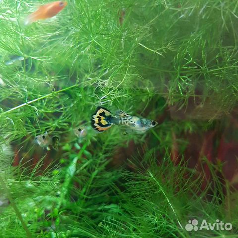 Аквариумные рыбки гуппи
