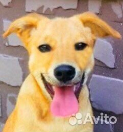 Щенок игрушечный в добрые руки бесплатно в дар