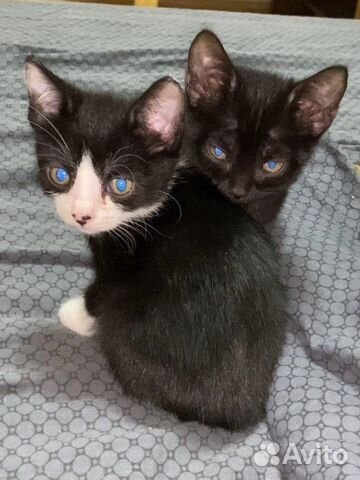 Черная кошечка