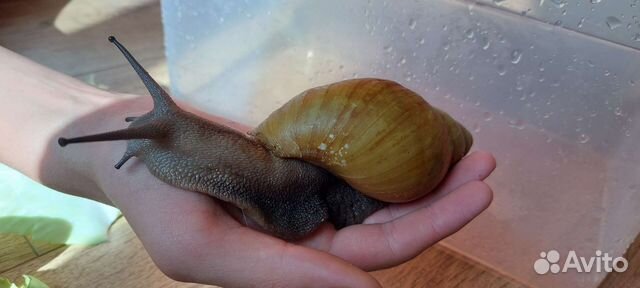Улитка Ахатины 2 шт